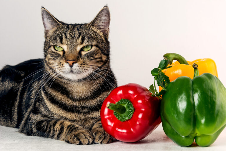 Can Cats Eat Bell Peppers? Are These Colorful Veggies Safe?