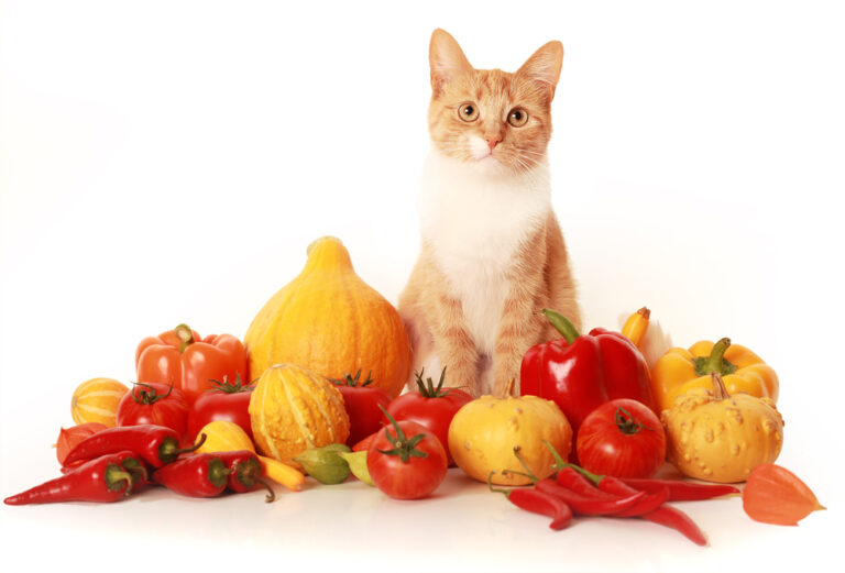 Can Cats Eat Bell Peppers? Are These Colorful Veggies Safe?