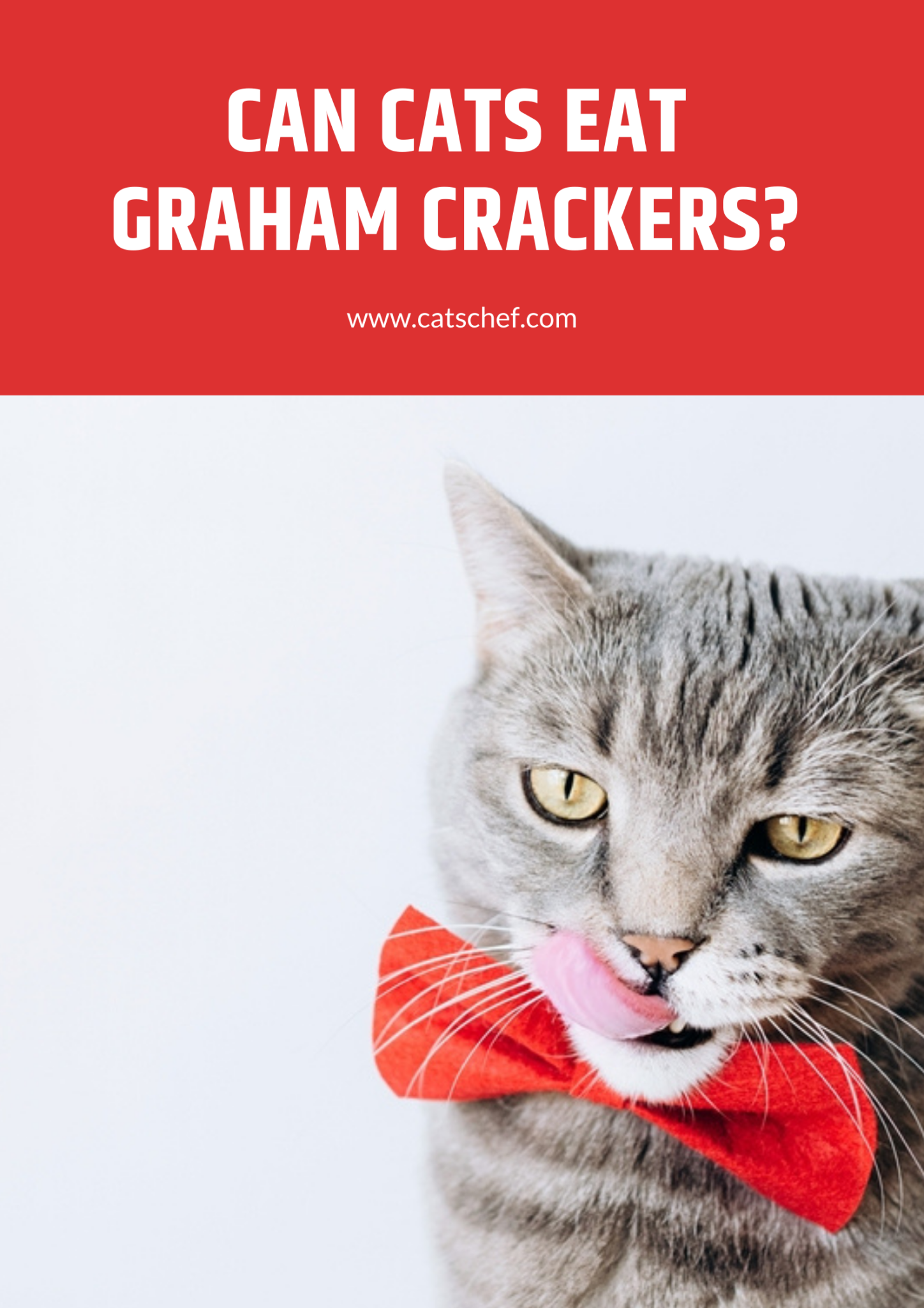 Can Cats Eat Graham Crackers? Read Before You Feed