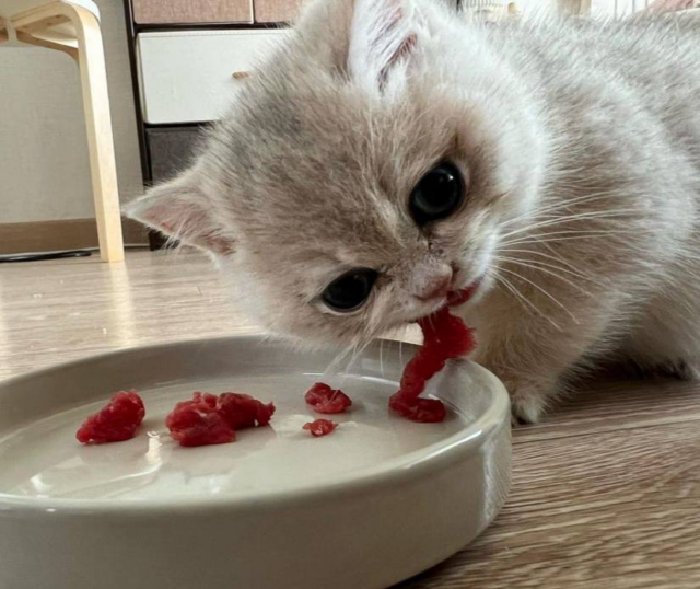 Can Cats Eat Cheesecake? Are There Any Risks?