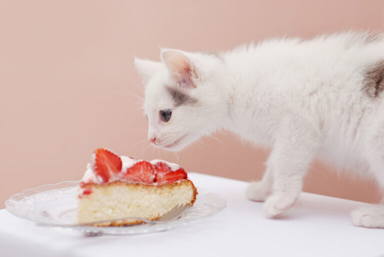Can Cats Eat Cheesecake? Are There Any Risks?