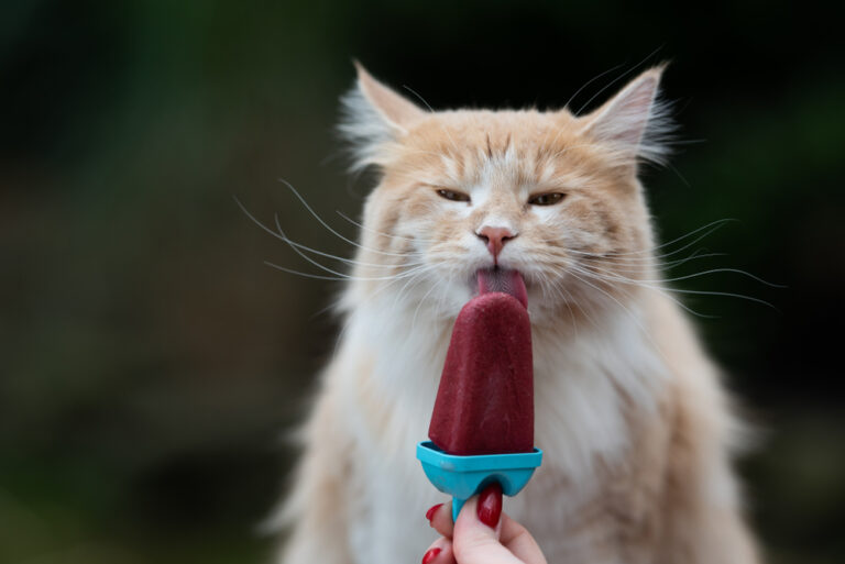 Can Cats Eat Popsicles? Is There An Alternative?
