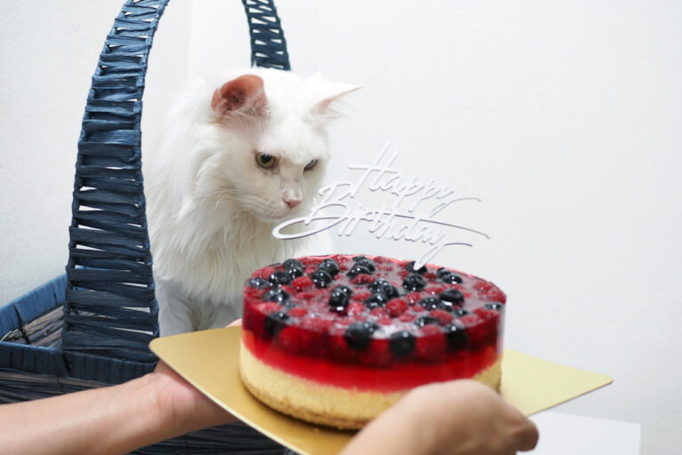 Can Cats Eat Cheesecake? Are There Any Risks?