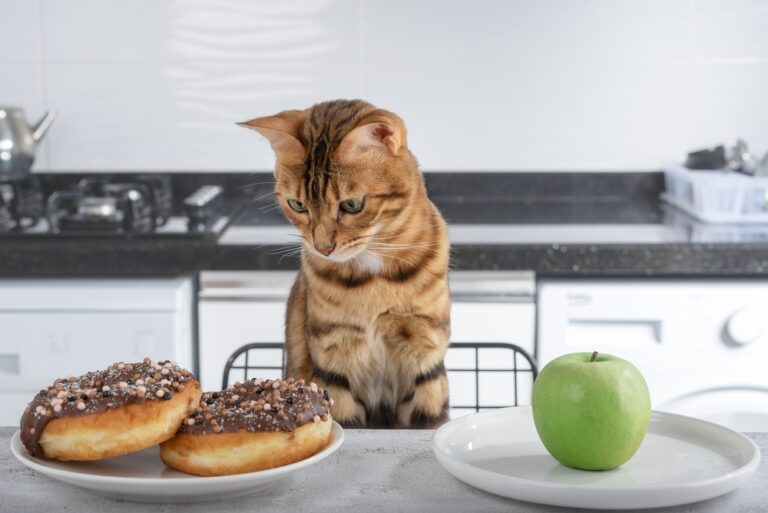 Can Cats Eat Donuts? Sweet Treats Or Health Hazards?