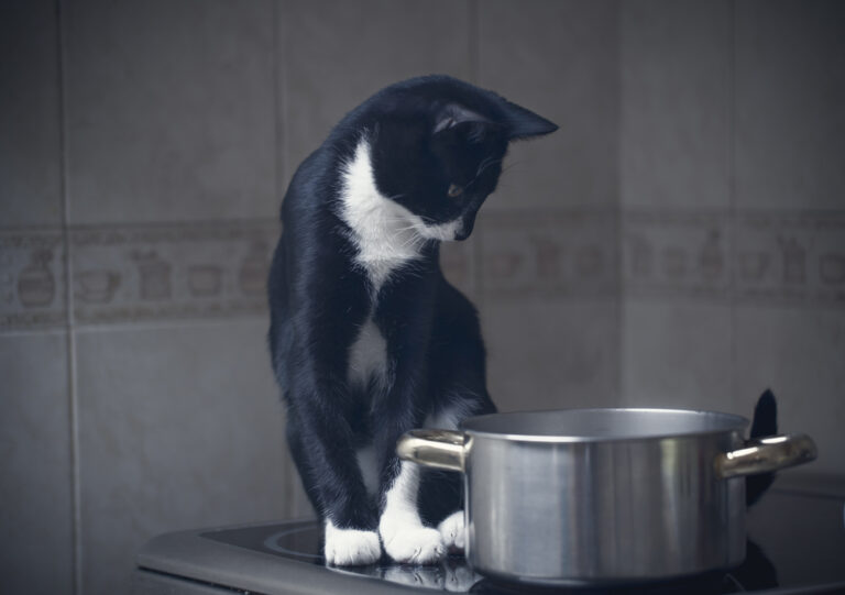 Can Cats Eat Chocolate Pudding? Is This Sweet Treat Safe To Eat?