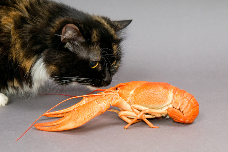 Can Cats Eat Lobster? Delicious Or Dangerous?