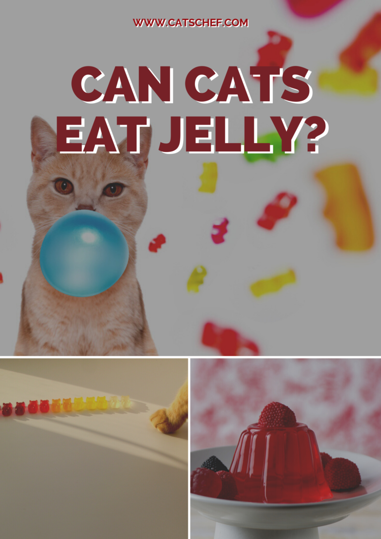Can Cats Eat Jelly? Do They Even Like This Treat?