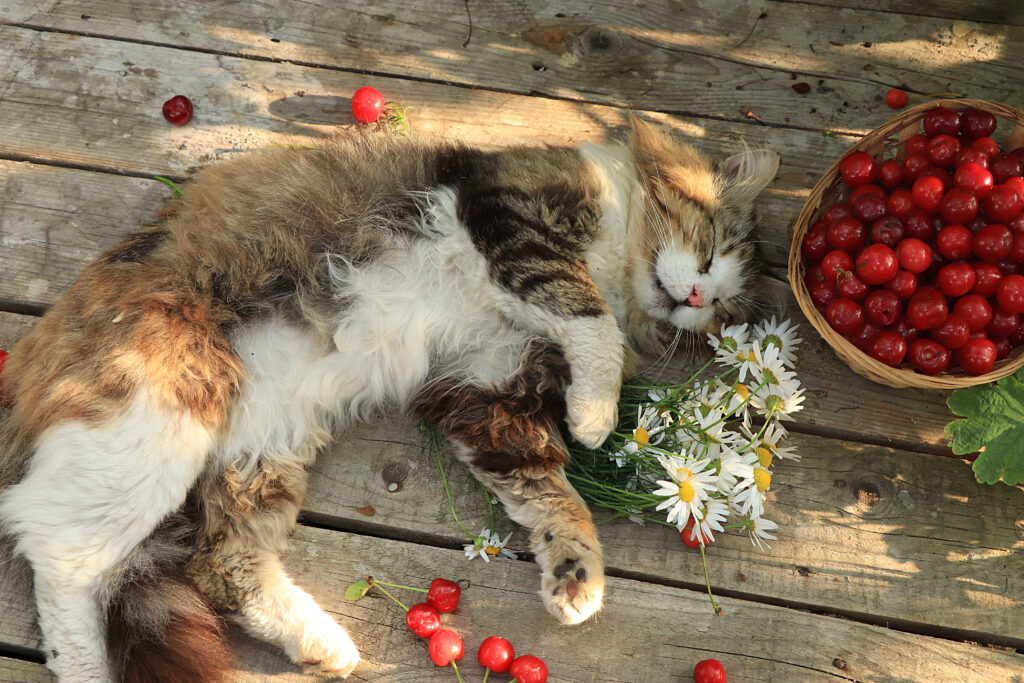 Can Cats Eat Cherries? Safe Or Hazardous?