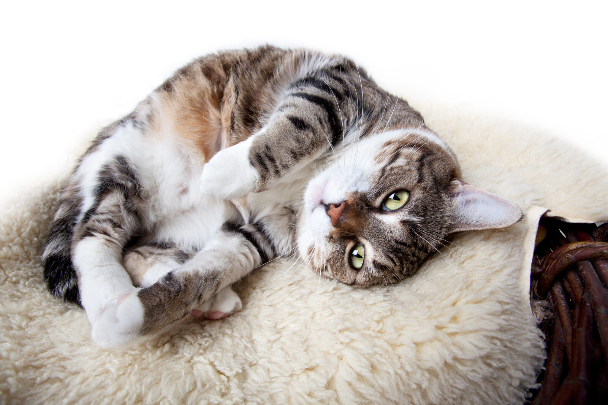 Can Cats Eat Clams? Are These Tasty Bivalves Good For Your Pet?