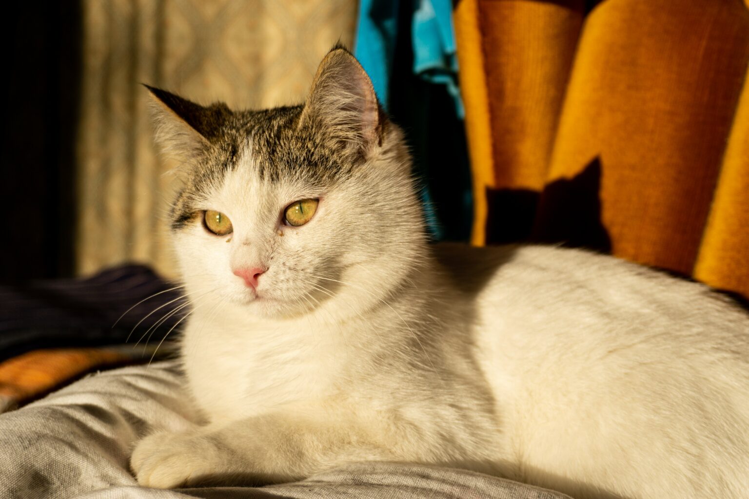 Can Cats Eat Cheerios? Are There Any Risks?