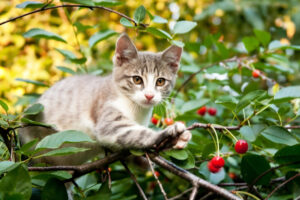 Can Cats Eat Cherries? Safe Or Hazardous?