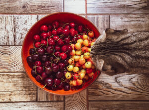 Can Cats Eat Cherries? Safe Or Hazardous?