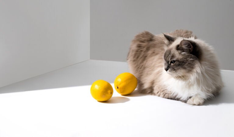 Can Cats Eat Lemon? Is This Fruit Safe For Cats?