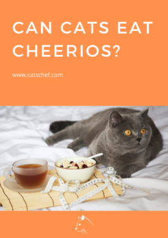 Can Cats Eat Cheerios? Are There Any Risks?