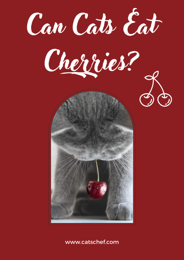 Can Cats Eat Cherries? Safe Or Hazardous?