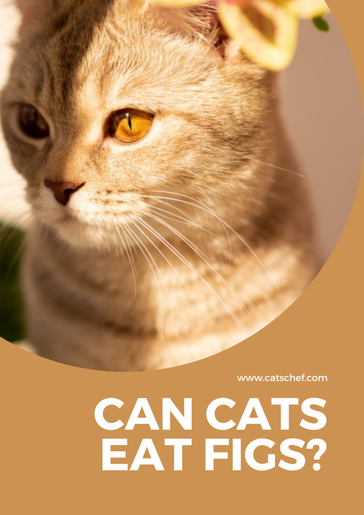 Can Cats Eat Figs? Is This What Your Cat Digs?