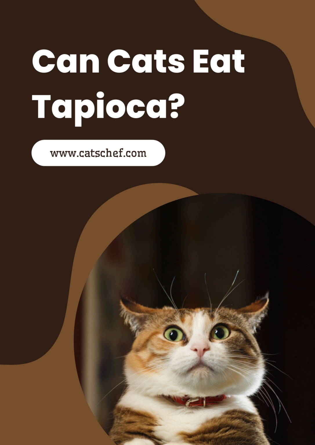 Can Cats Eat Tapioca? Is This Food Safe For Cats?