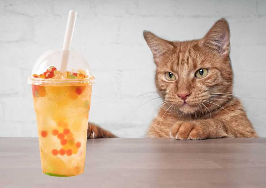 Can Cats Eat Tapioca? Is This Food Safe For Cats?