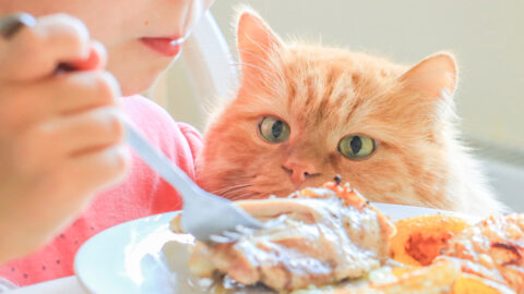 These Are the Reasons Chicken Wings Could Be Good for Your Cat