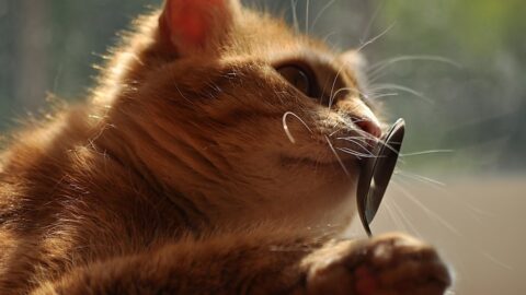 Can Cats Eat Mayo? Should You Be Worried?