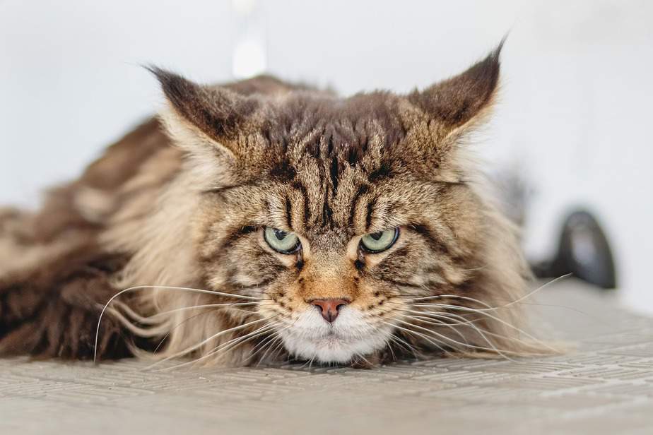 Can Cats Eat Tapioca? Is This Food Safe For Cats?