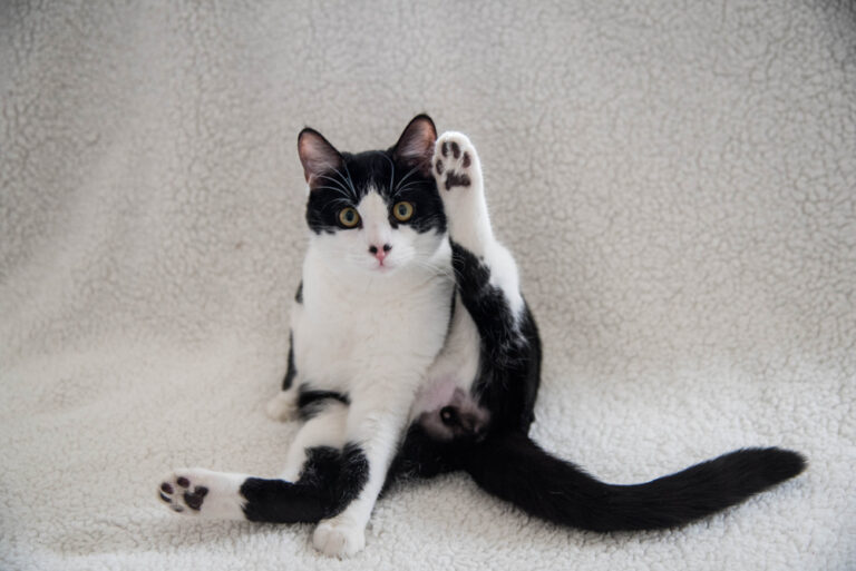 Can Cats Eat Baked Beans? Are They Meant To Be(an) Together?