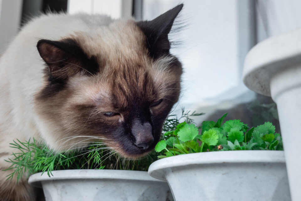 Can Cats Eat Mayo? Should You Be Worried?