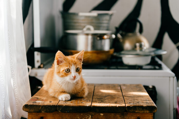 Can Cats Eat Mayo? Should You Be Worried?