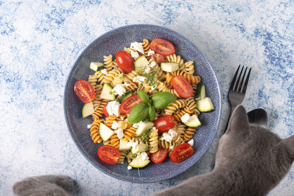 Can Cats Eat Pasta? Is This Treat Okay To Eat?