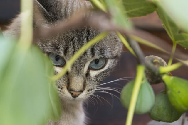 Can Cats Eat Figs? Is This What Your Cat Digs?