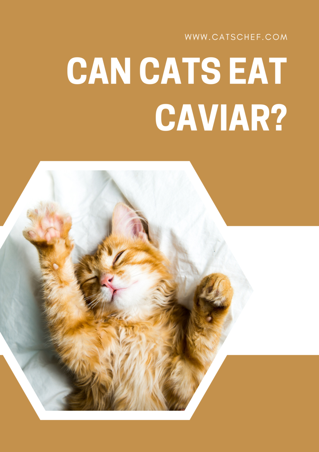 Can Cats Eat Caviar? Does This Food Lift Up Their Mood?