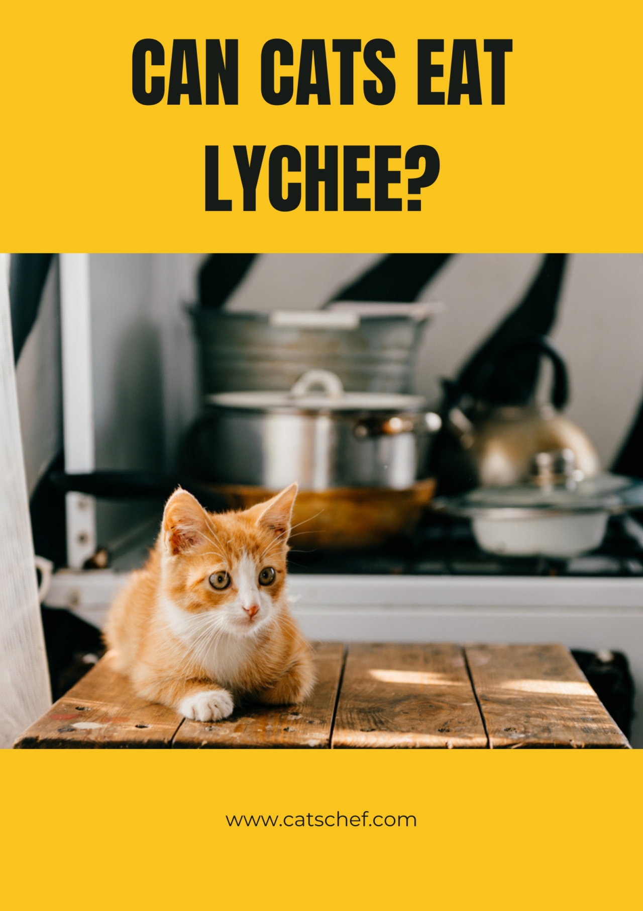 Can Cats Eat Lychee? Should They Aim For This Fruit?
