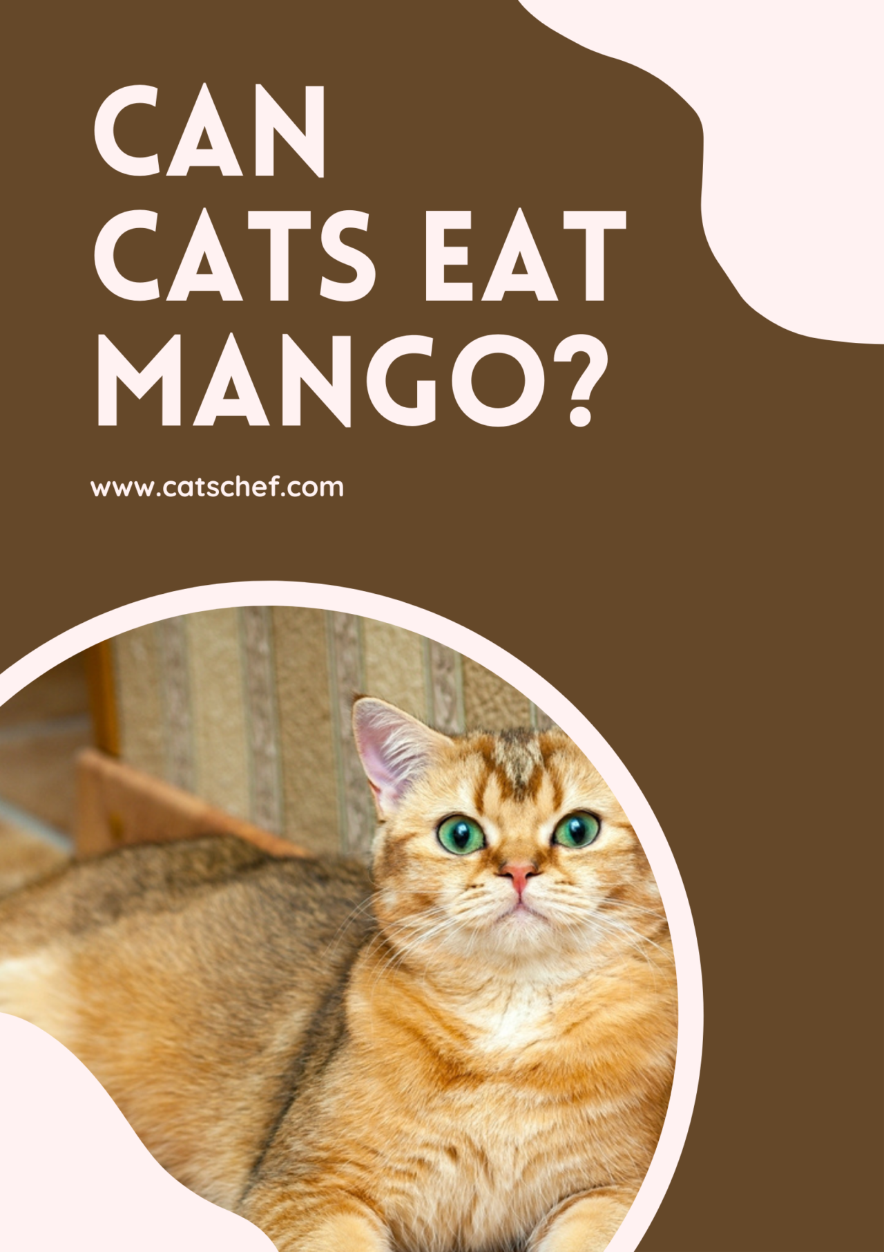 Can Cats Eat Mango? Is This Tropical Stone Fruit Safe For Cats?