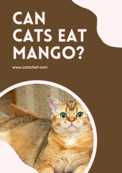 Can Cats Eat Mango? Is This Tropical Stone Fruit Safe For Cats?