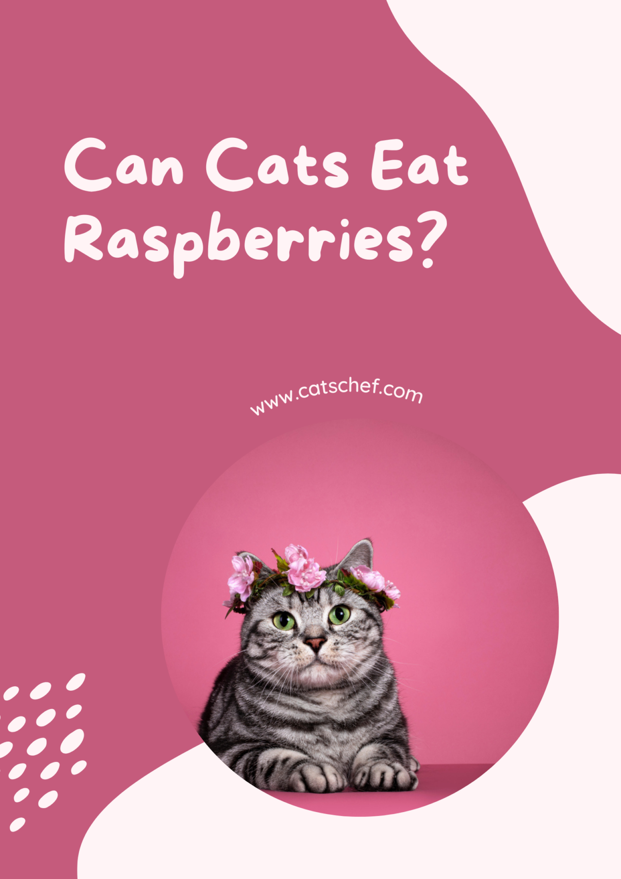 Can Cats Eat Raspberries? All You Need To Know About These Berries!