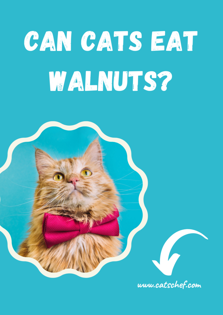 Can Cats Eat Walnuts? Are These Nutty Treats Safe For Your Cat?