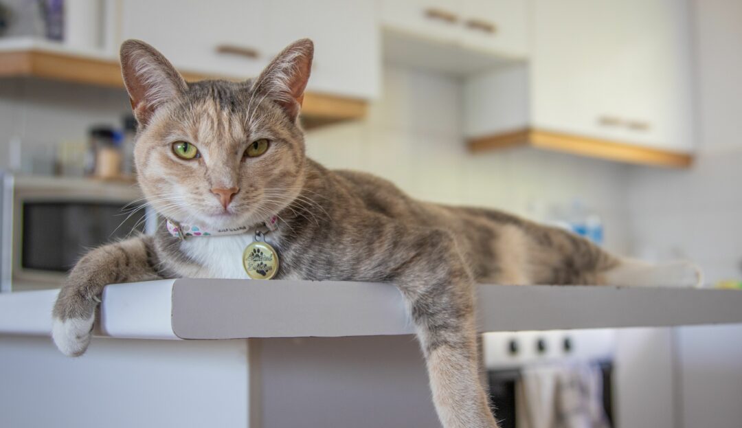 Can Cats Eat Fried Chicken? Is This Crunchy Treat Safe For Your Cat?