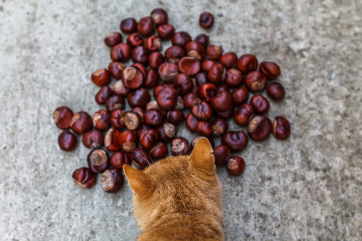 Can Cats Eat Chestnuts? Are They Nuts About This Tasty Treat?