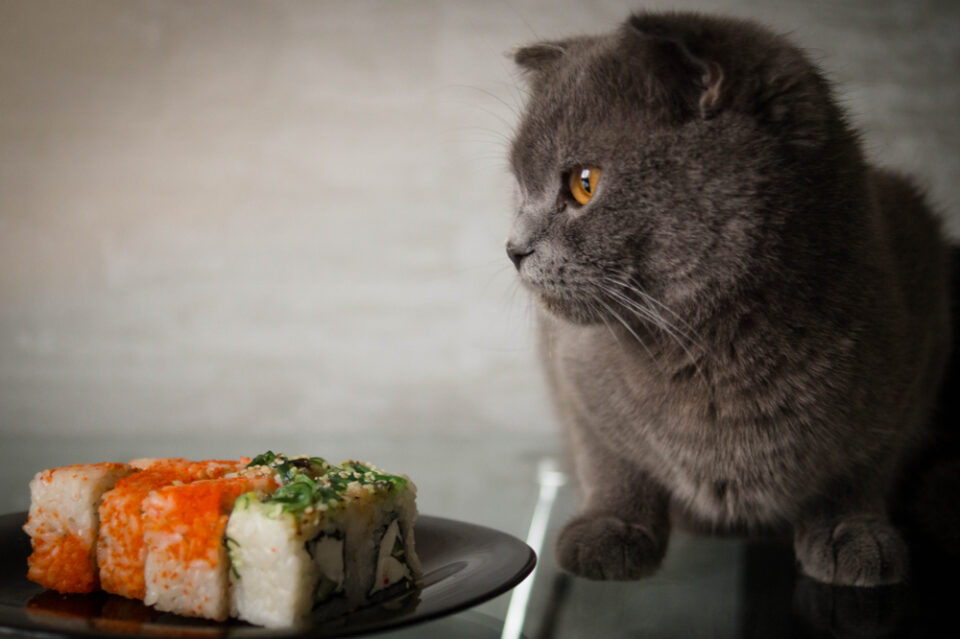 Can Cats Eat Wasabi? What's The Deal With This Spicy Paste?