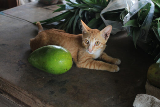 Can Cats Eat Mango? Is This Tropical Stone Fruit Safe For Cats?