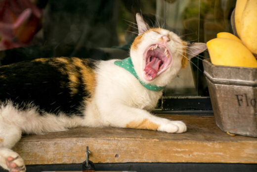 Can Cats Eat Mango? Is This Tropical Stone Fruit Safe For Cats?