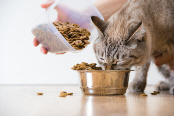 Can Cats Eat Crackers? Crack The Code And Find Out!