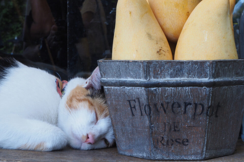 Can Cats Eat Mango? Is This Tropical Stone Fruit Safe For Cats?