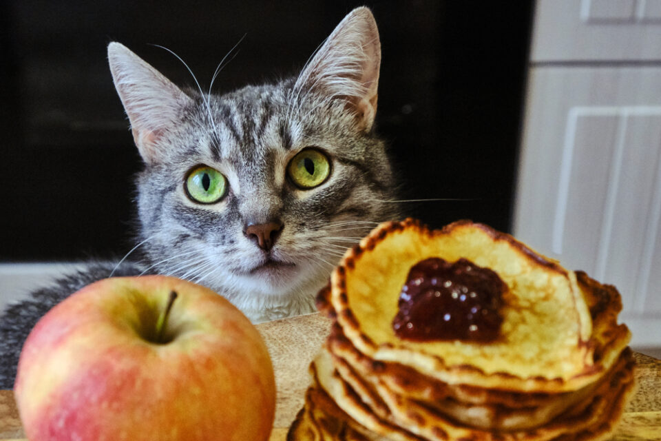 Can Cats Eat Pancakes? Is It Good For Their Sake?