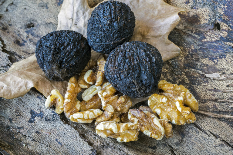 Can Cats Eat Walnuts? Are These Nutty Treats Safe For Your Cat?