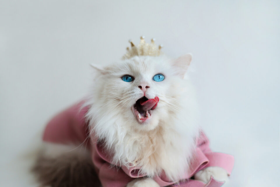 Can Cats Eat Lychee? Should They Aim For This Fruit?