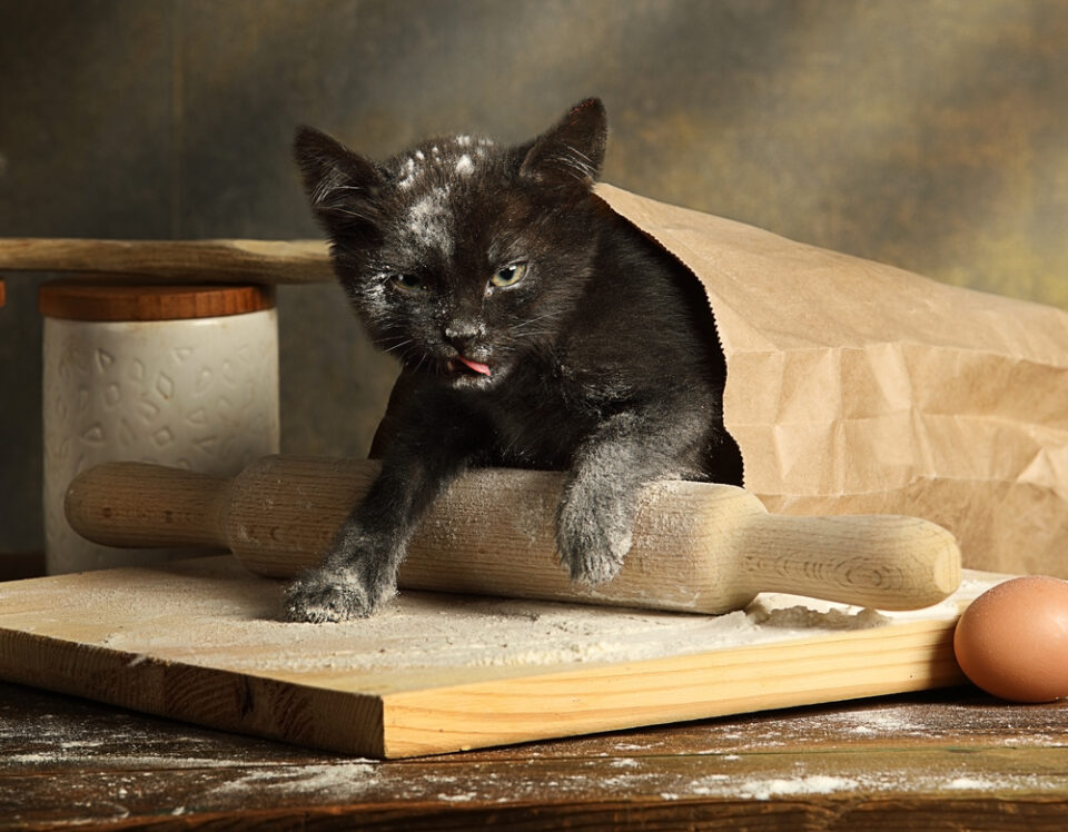 Can Cats Eat Flour? Do They "Knead" It In Their Regular Diet?