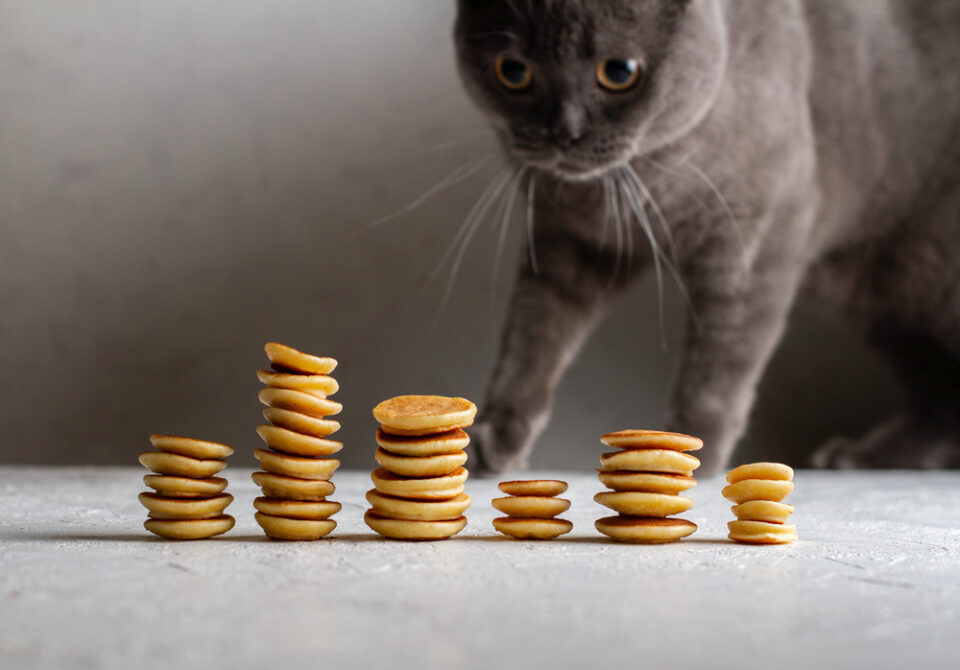 Can Cats Eat Pancakes? Is It Good For Their Sake?