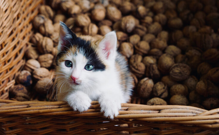 Can Cats Eat Walnuts? Are These Nutty Treats Safe For Your Cat?