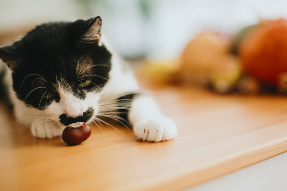 Can Cats Eat Chestnuts? Are They Nuts About This Tasty Treat?